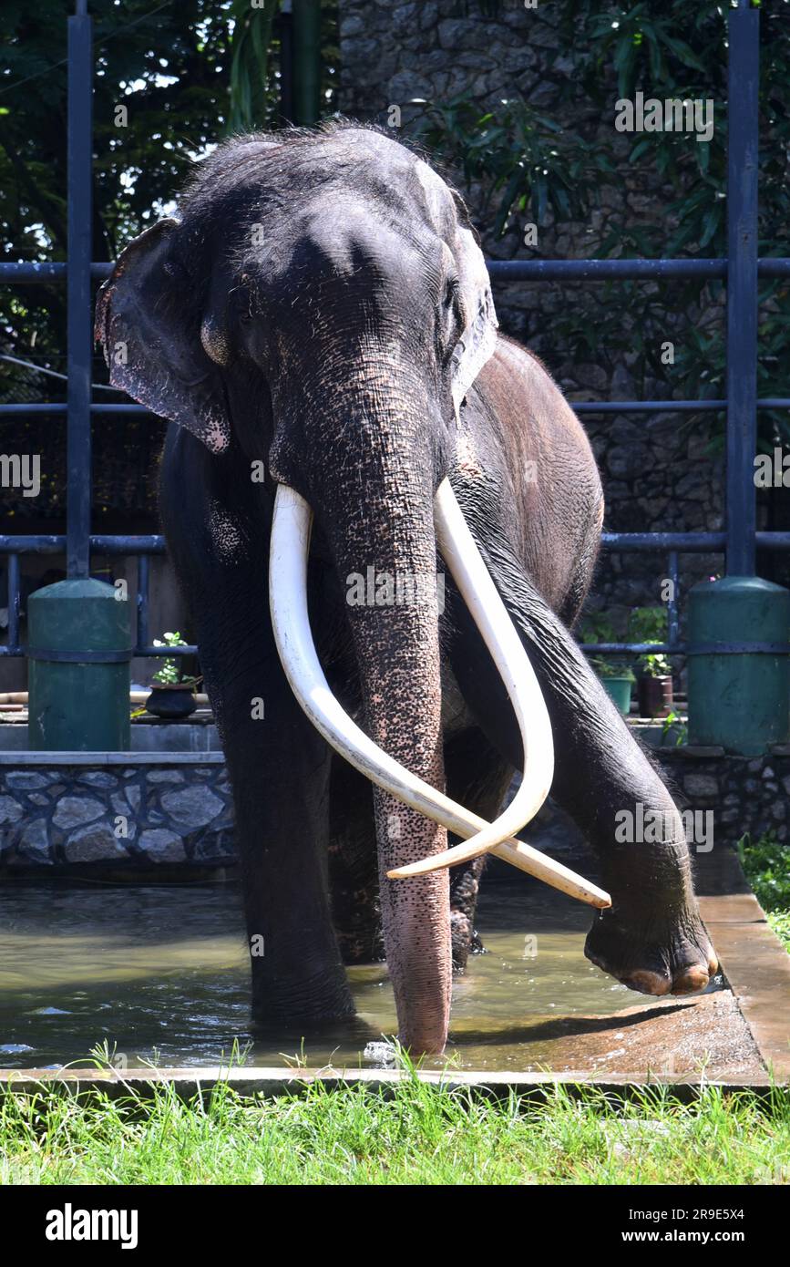 Colombo, Sri Lanka. 26th June, 2023. Muthu Raja, the elephant donated ...