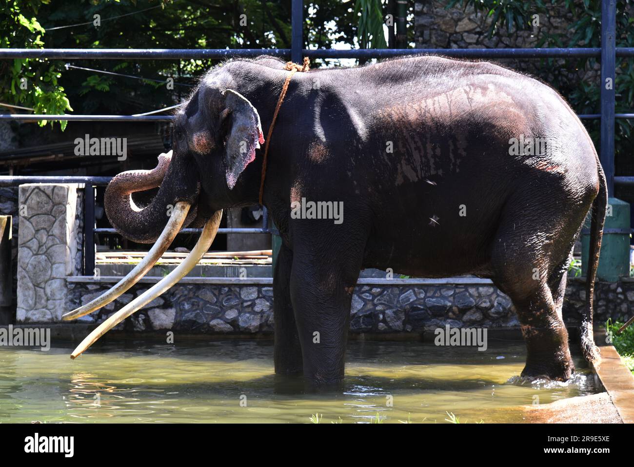 Zoological Gardens Colombo Dehiwala Zoo National Zoological Gardens