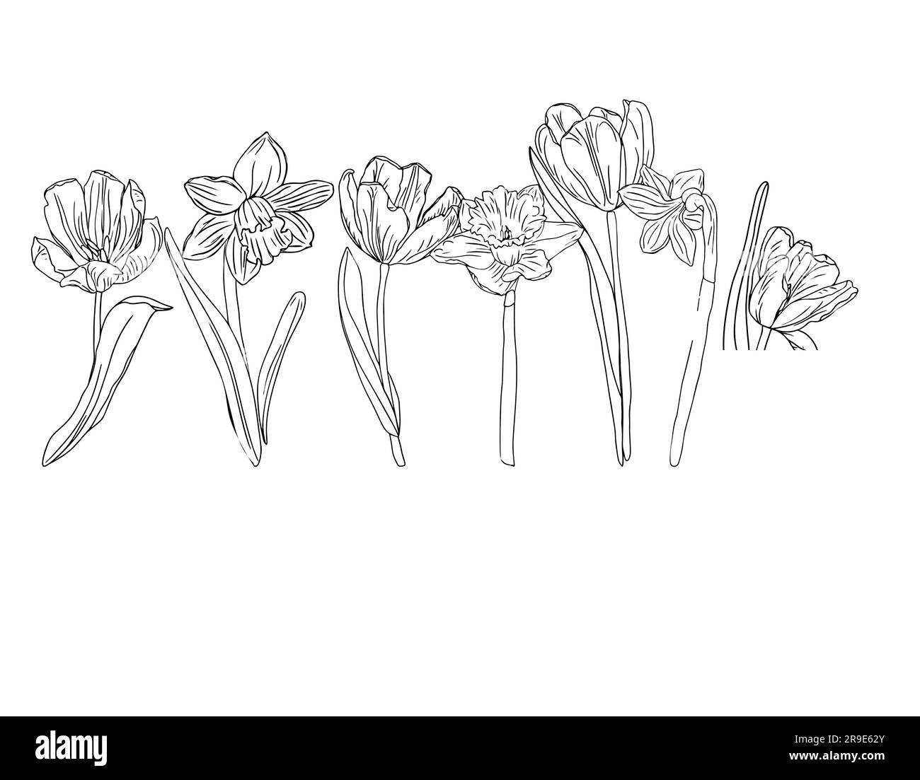 Spring line art flower ,isolate on white background Easter design for ...