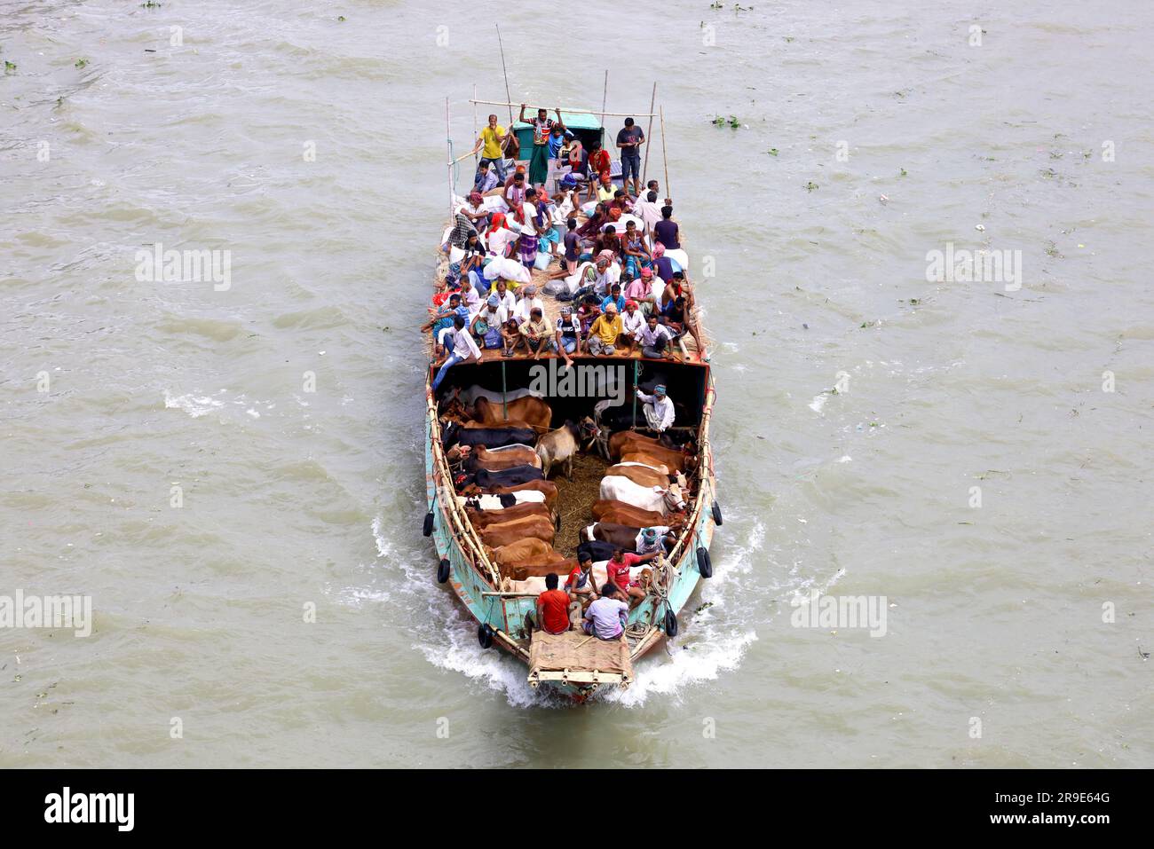 Dhaka, Dhaka, Bangladesh. 26th June, 2023. Traders are carrying cows on boats through the ...