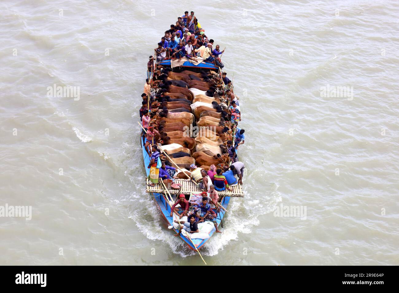 Dhaka, Dhaka, Bangladesh. 26th June, 2023. Traders are carrying cows on boats through the ...