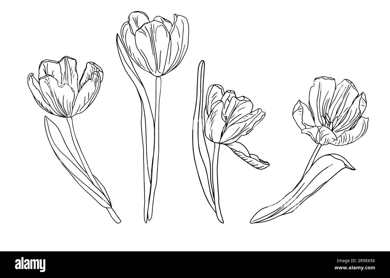 Spring line art flower ,isolate on white background Easter design for ...