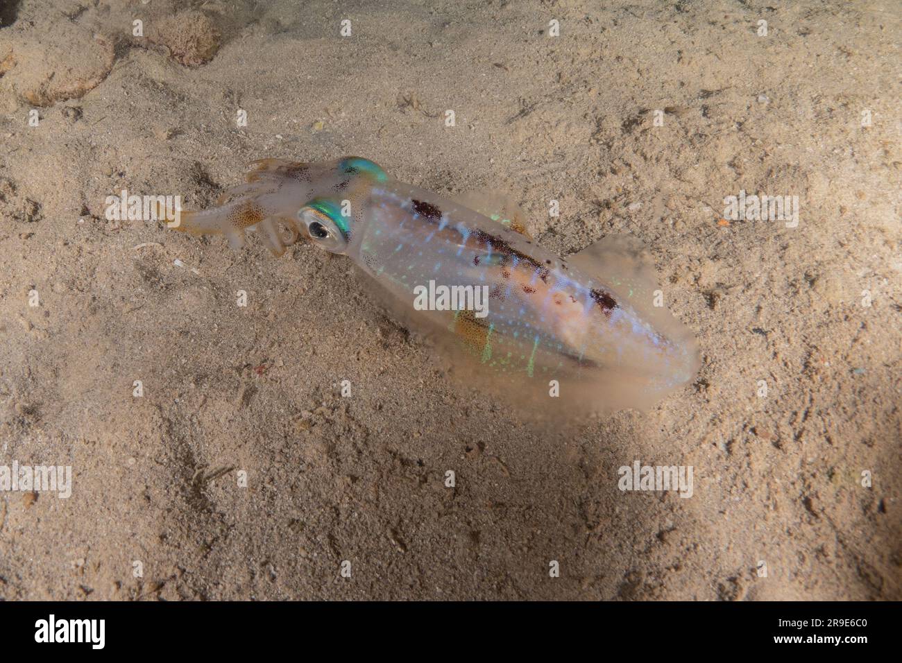 Squid in the Red Sea Colorful and beautiful, Eilat Israel Stock Photo ...