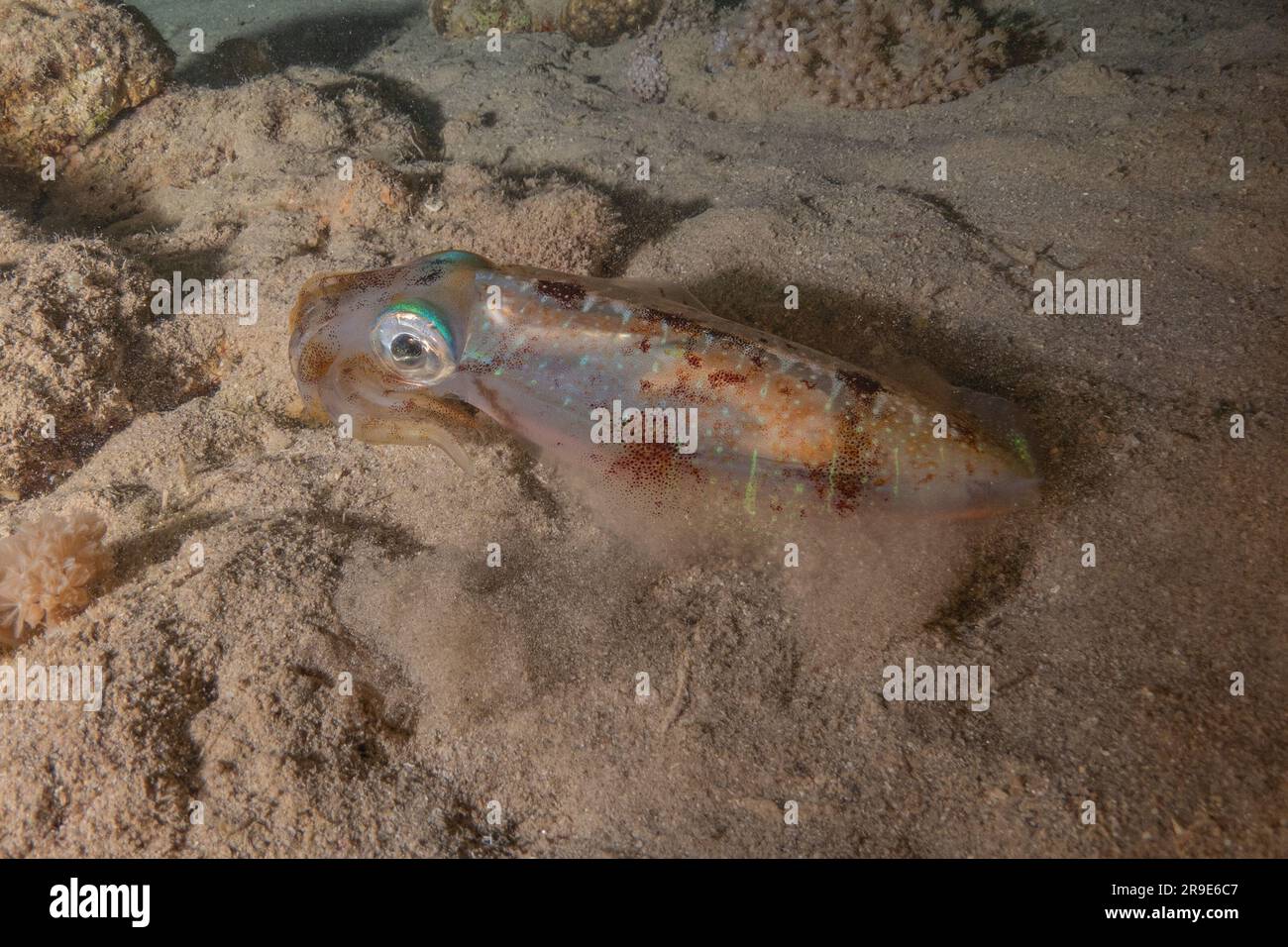 Squid in the Red Sea Colorful and beautiful, Eilat Israel Stock Photo ...