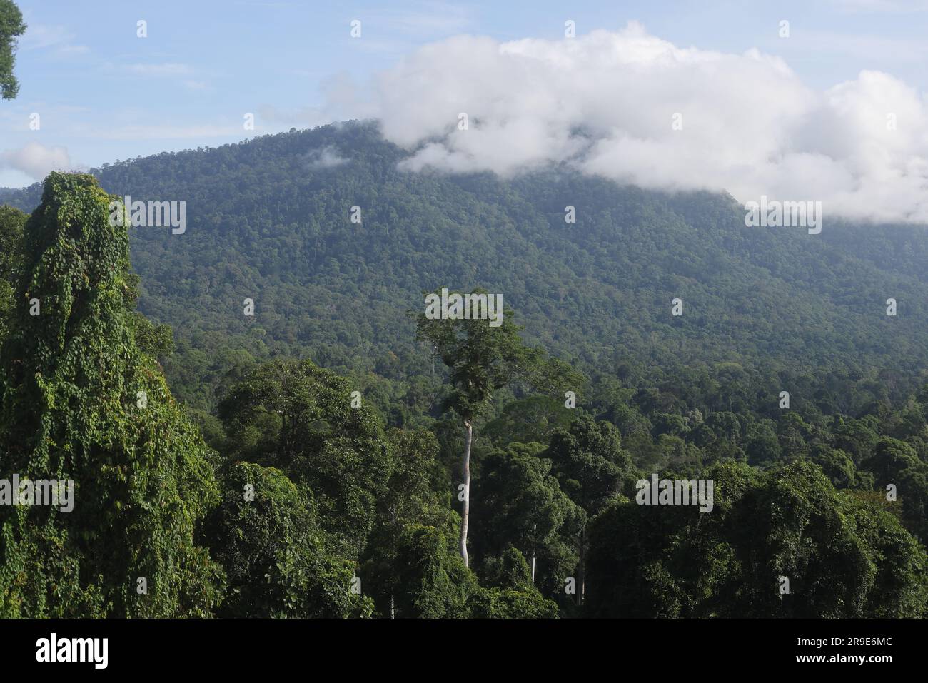 Beautiful rainforest in Sabah, North Borneo, Malaysia Stock Photo - Alamy
