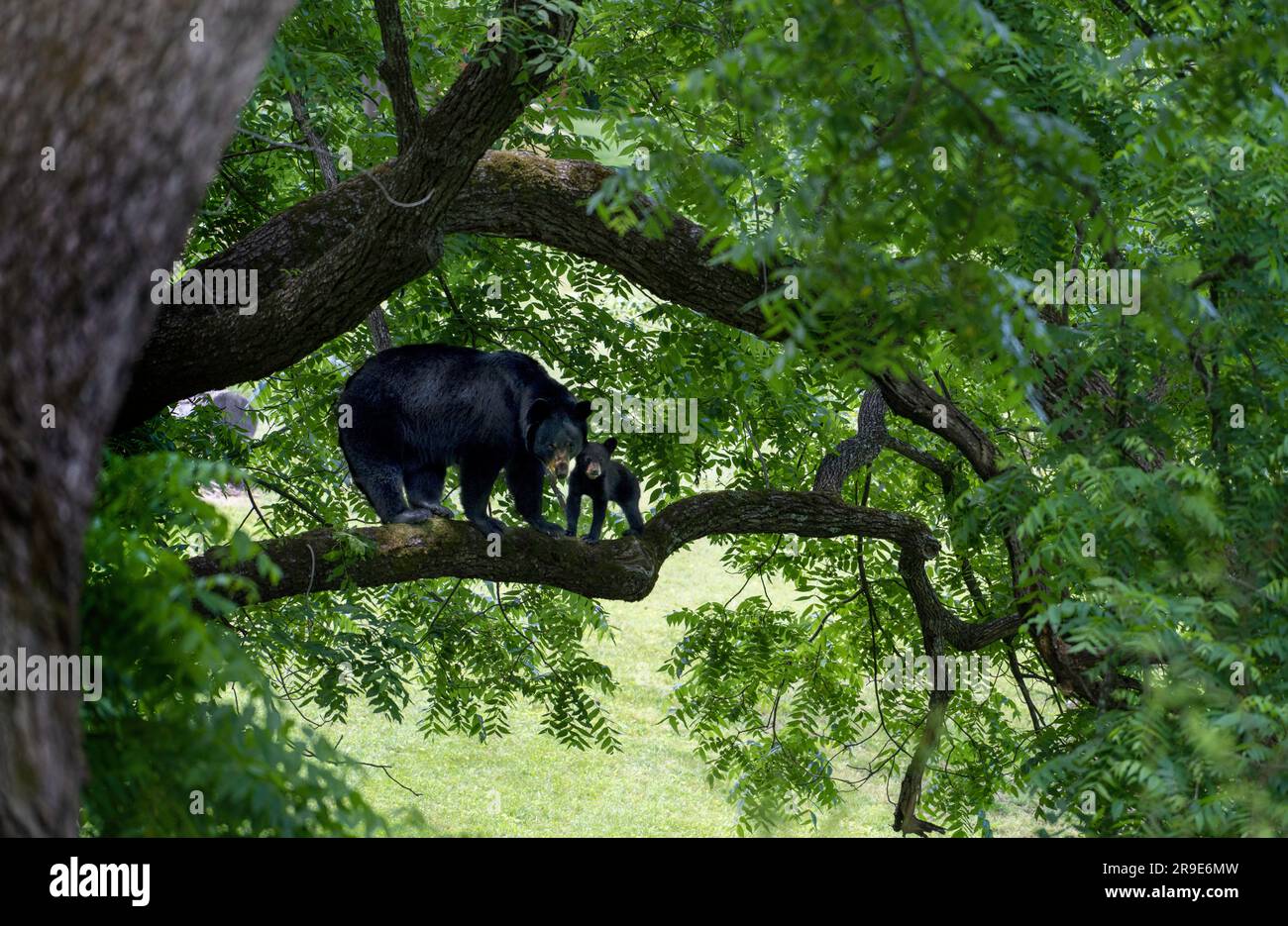 A mother black bear stands on a tree limb next to her baby cub looking ...