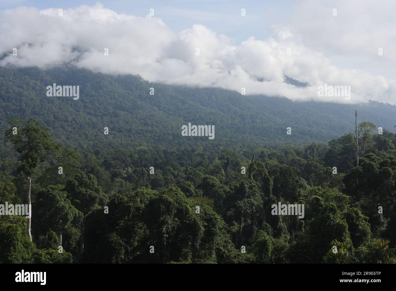 Beautiful rainforest in Sabah, North Borneo, Malaysia Stock Photo - Alamy