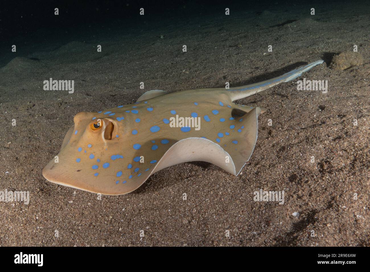 Blue-spotted stingray On the seabed in the Red Sea Eilat, Israel Stock ...