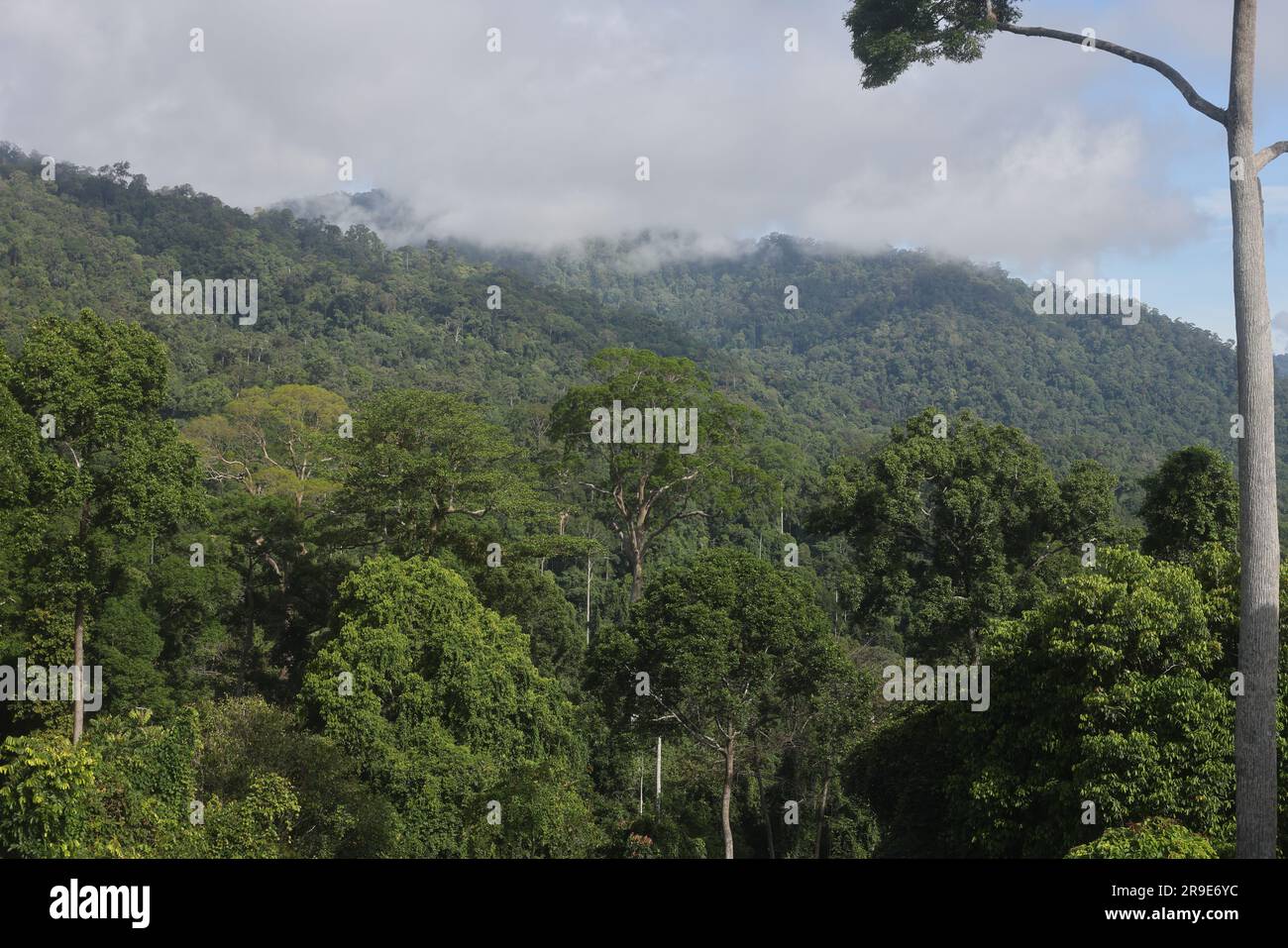 Beautiful rainforest in Sabah, North Borneo, Malaysia Stock Photo - Alamy