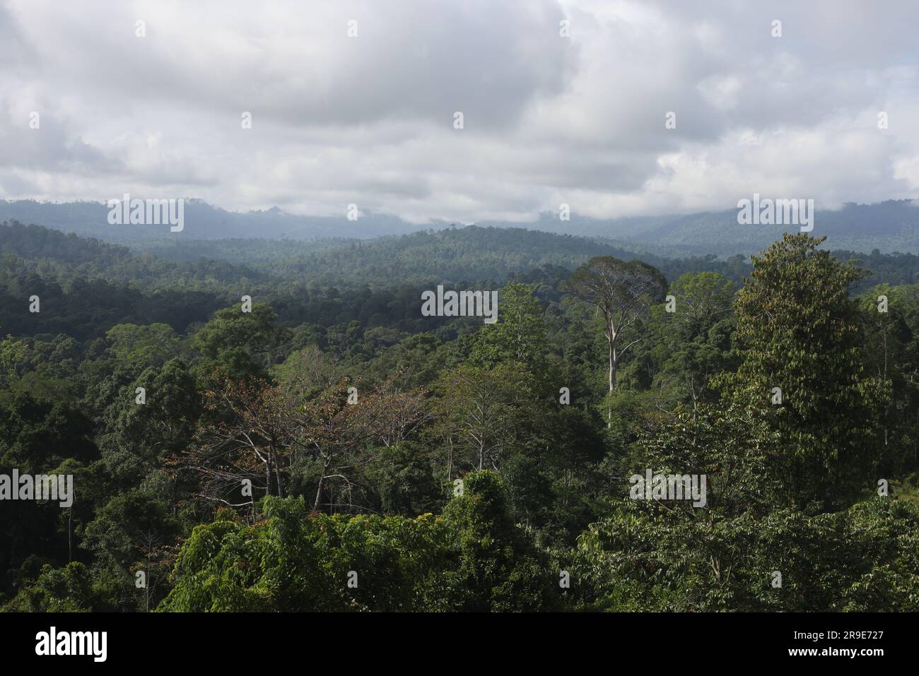 Beautiful rainforest in Sabah, North Borneo, Malaysia Stock Photo - Alamy