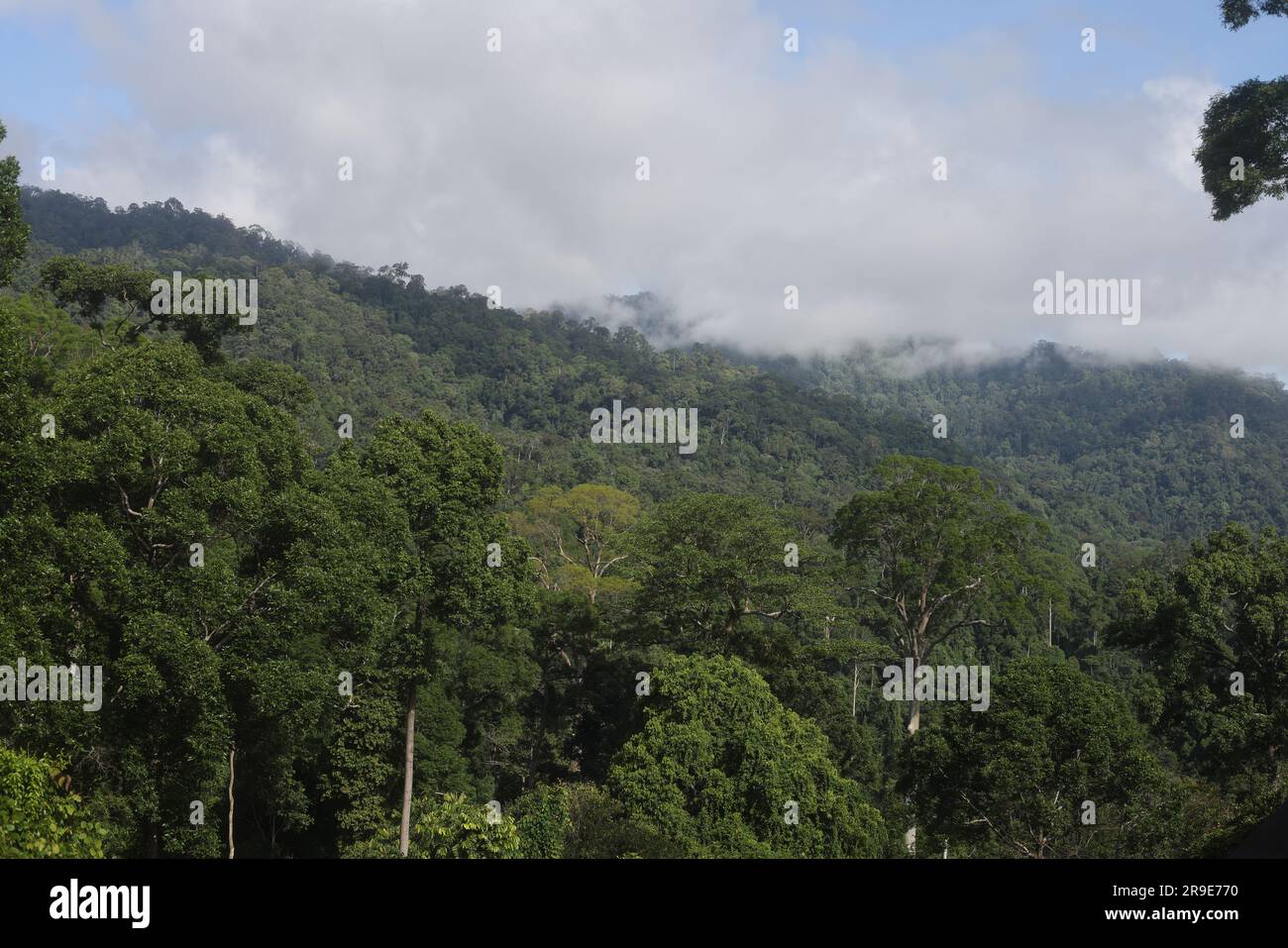 Beautiful rainforest in Sabah, North Borneo, Malaysia Stock Photo - Alamy
