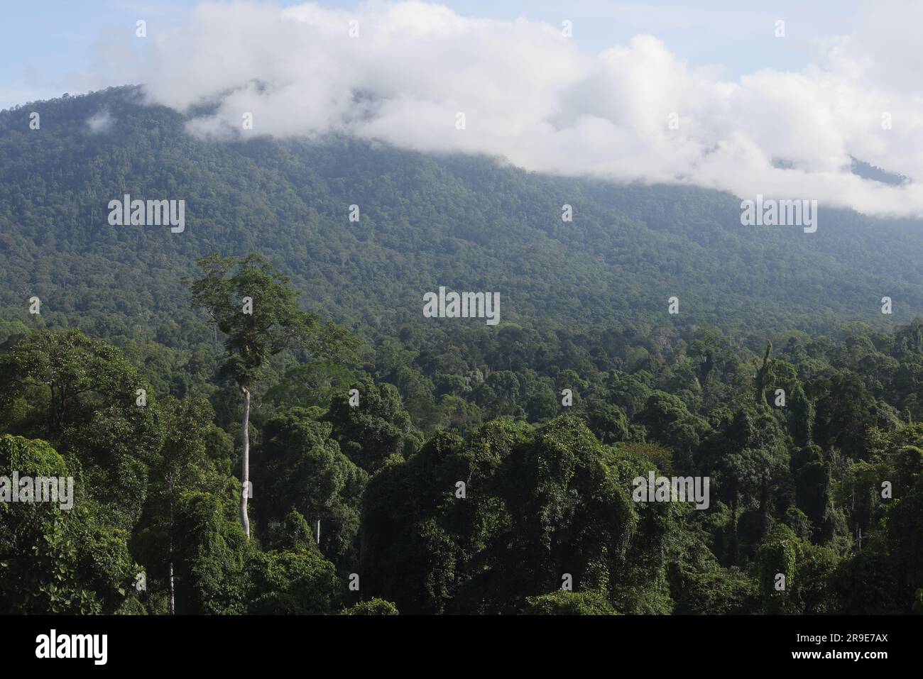 Beautiful rainforest in Sabah, North Borneo, Malaysia Stock Photo - Alamy