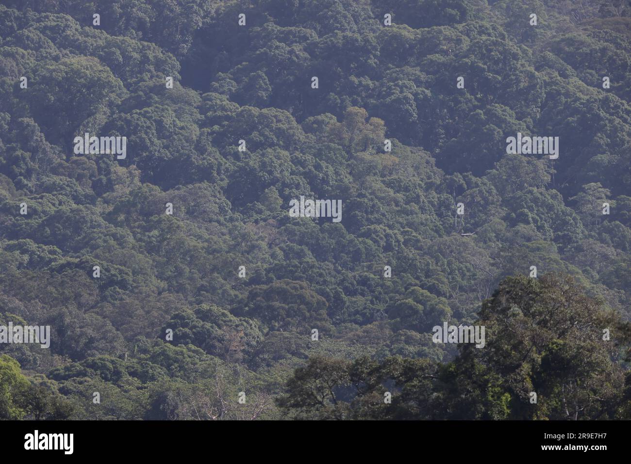 Beautiful rainforest in Sabah, North Borneo, Malaysia Stock Photo - Alamy