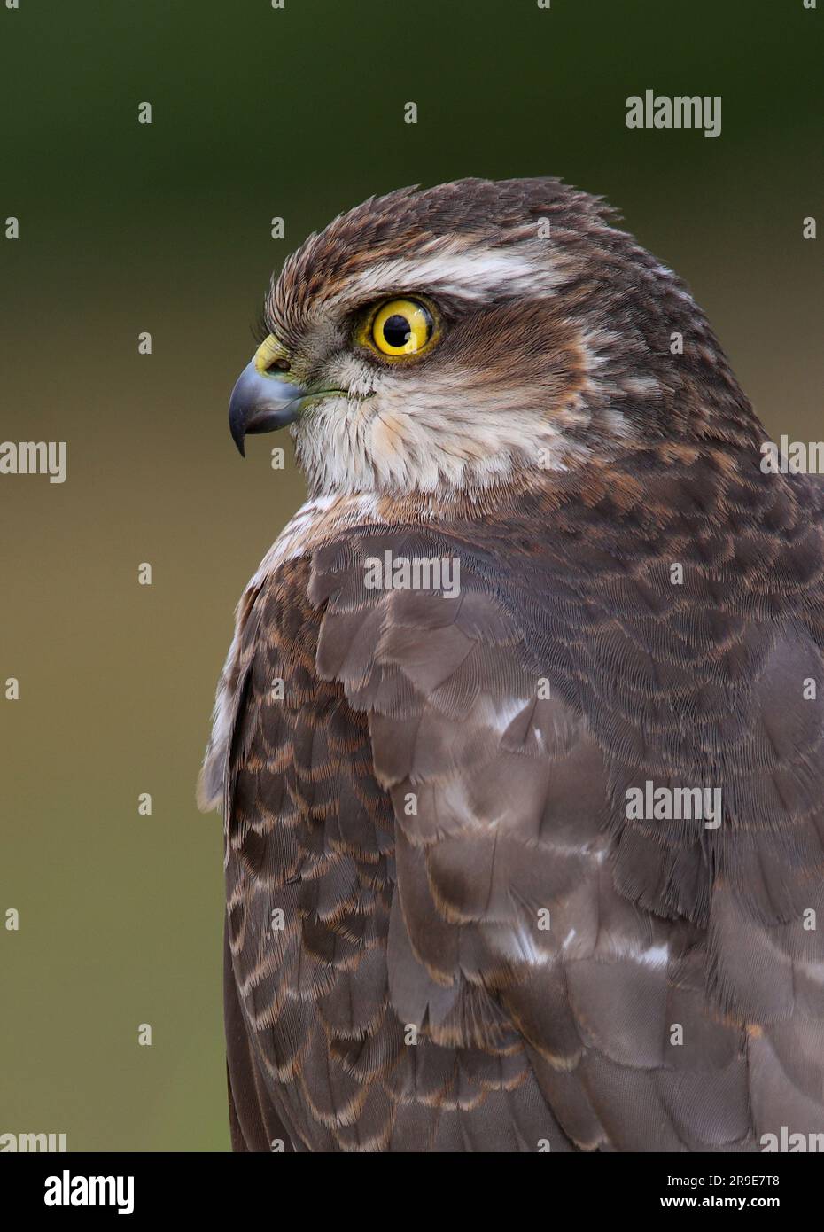 Close up sea hawk hi-res stock photography and images - Alamy