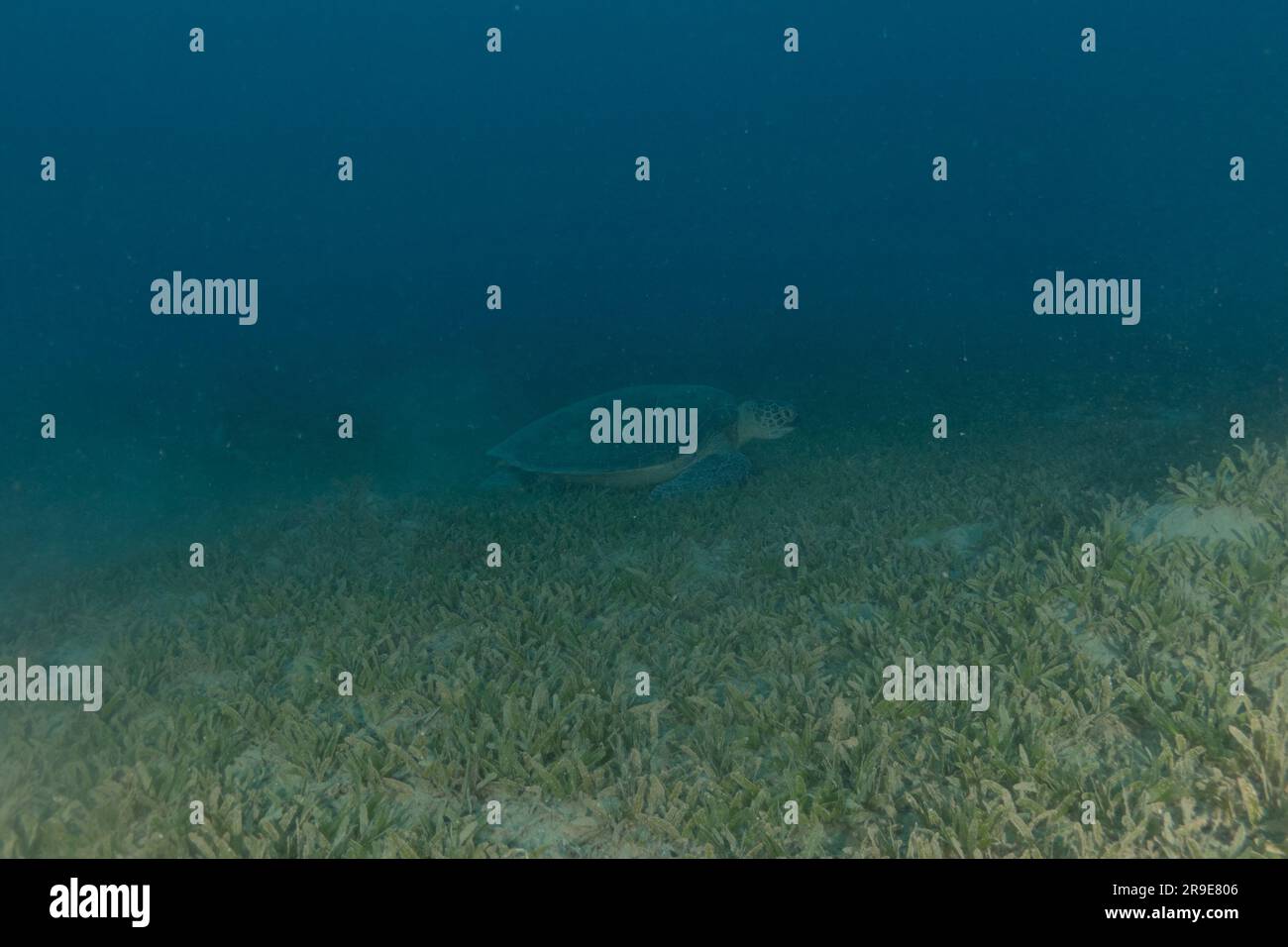 Hawksbill sea turtle in the Red Sea, Eilat Israel Stock Photo - Alamy