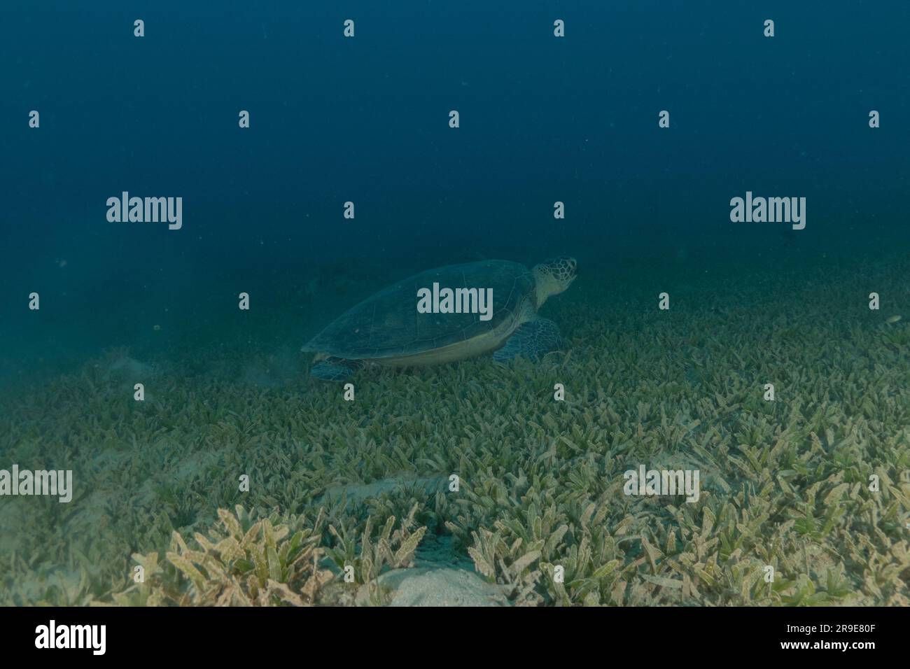 Hawksbill sea turtle in the Red Sea, Eilat Israel Stock Photo - Alamy