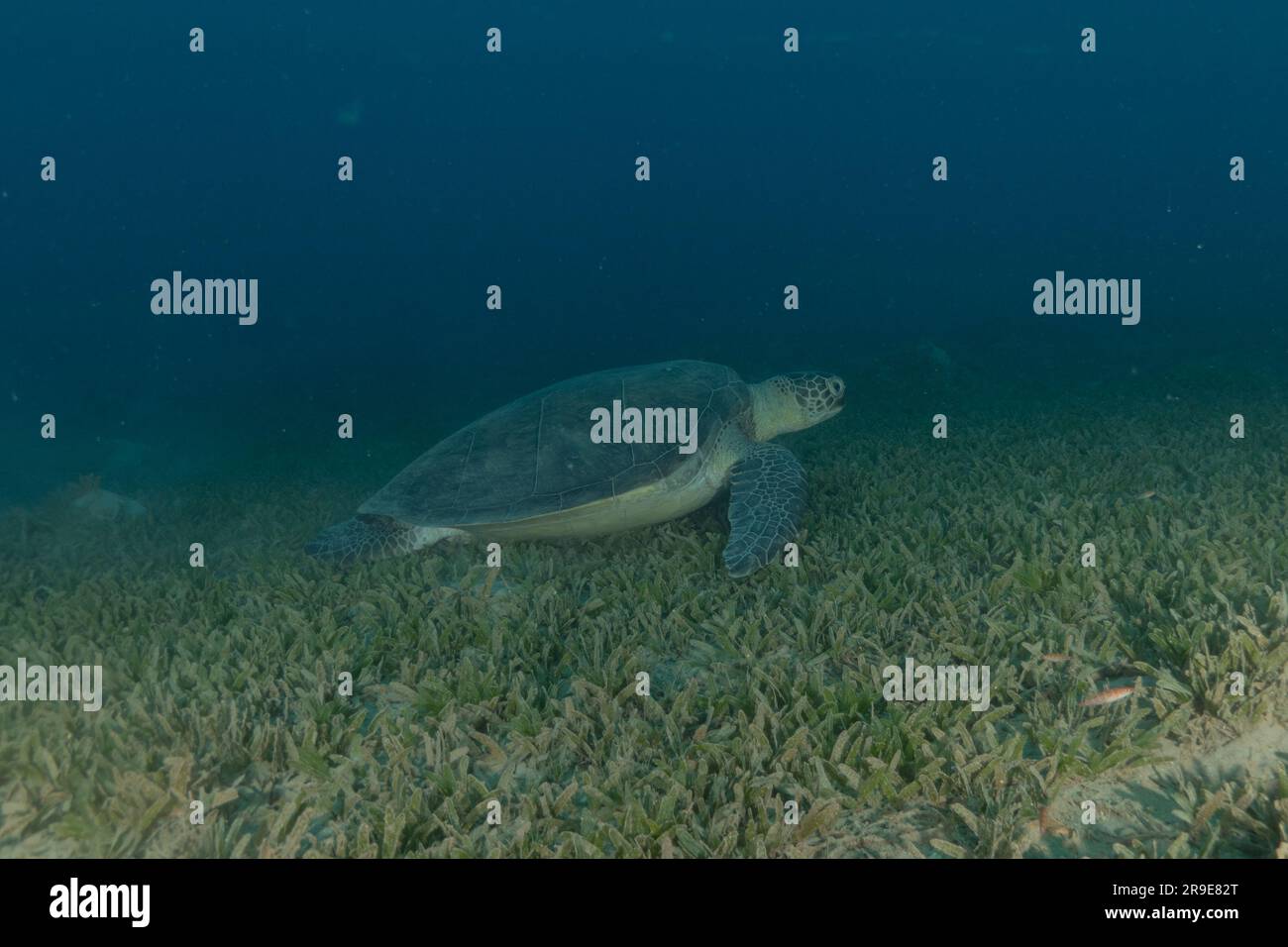 Hawksbill sea turtle in the Red Sea, Eilat Israel Stock Photo - Alamy