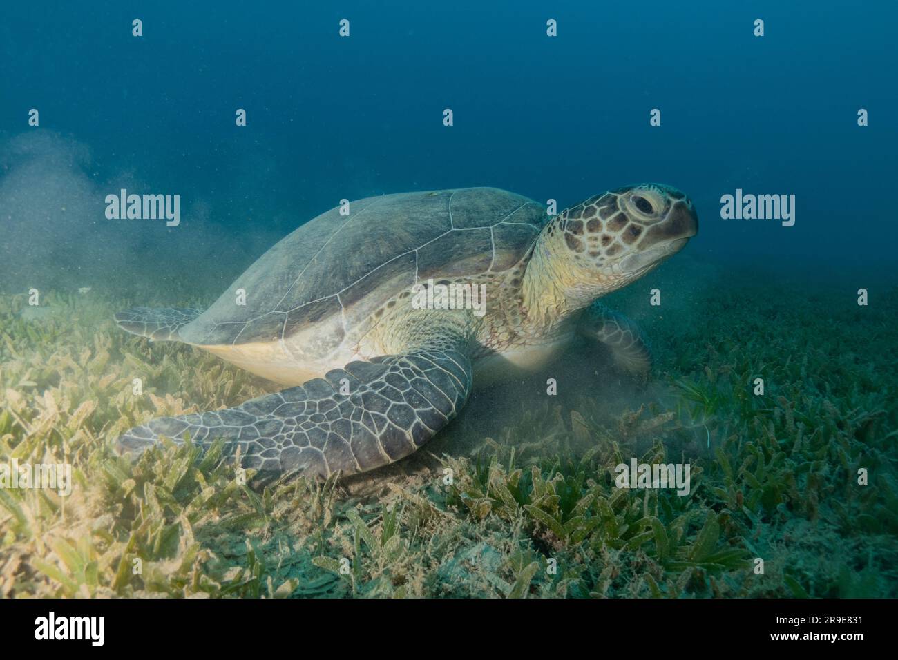 Hawksbill sea turtle in the Red Sea, Eilat Israel Stock Photo - Alamy