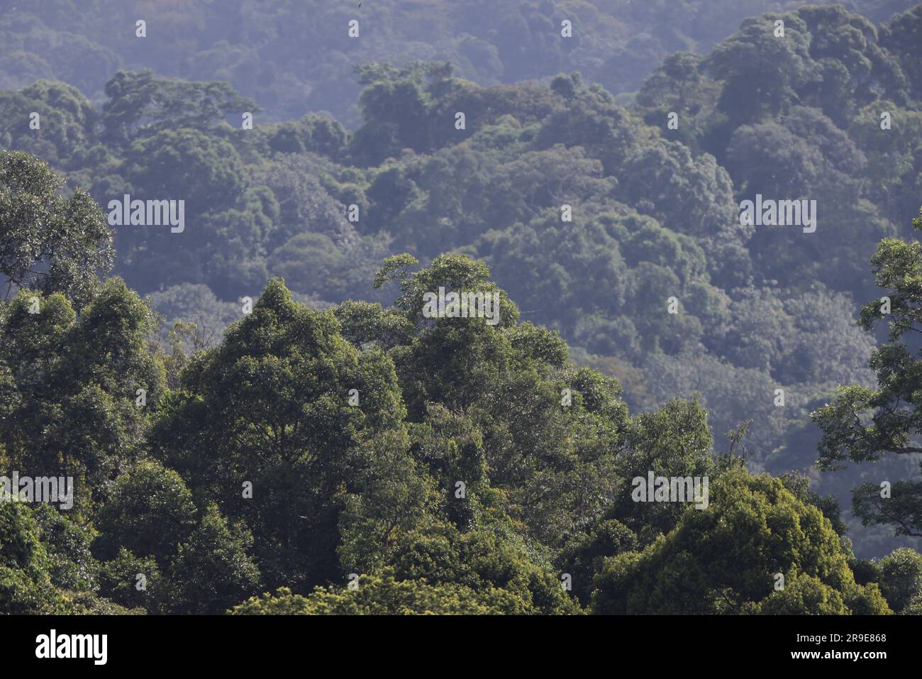 Beautiful rainforest in Sabah, North Borneo, Malaysia Stock Photo - Alamy