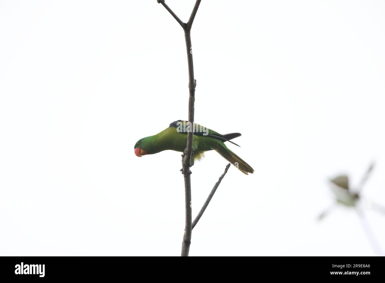 Blue-naped Parrot (Tanygnathus lucionensis) in Sabah, North Borneo ...