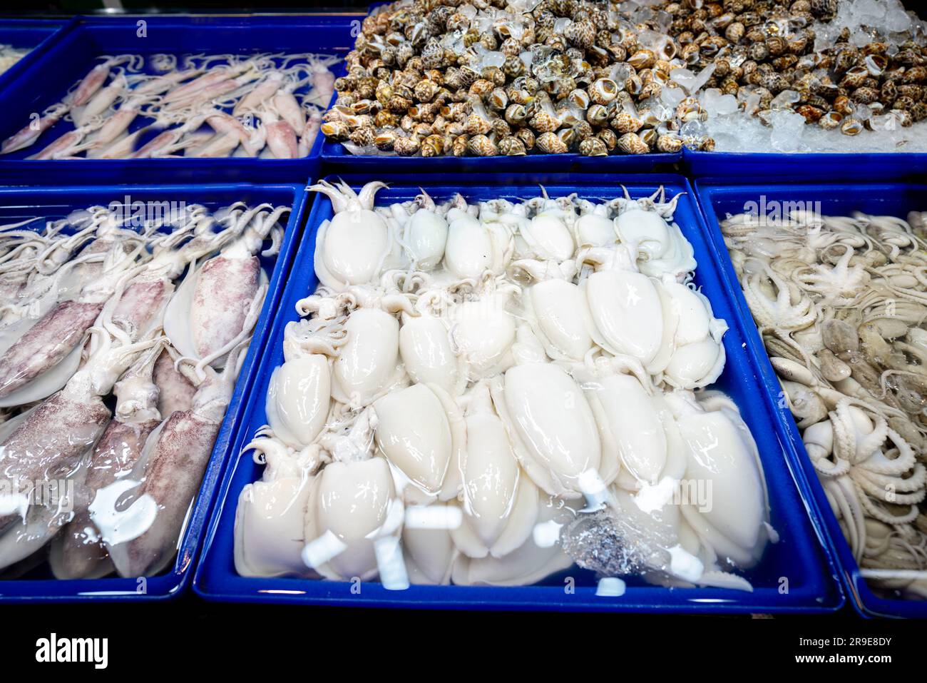 fresh splendid squid Stock Photo - Alamy
