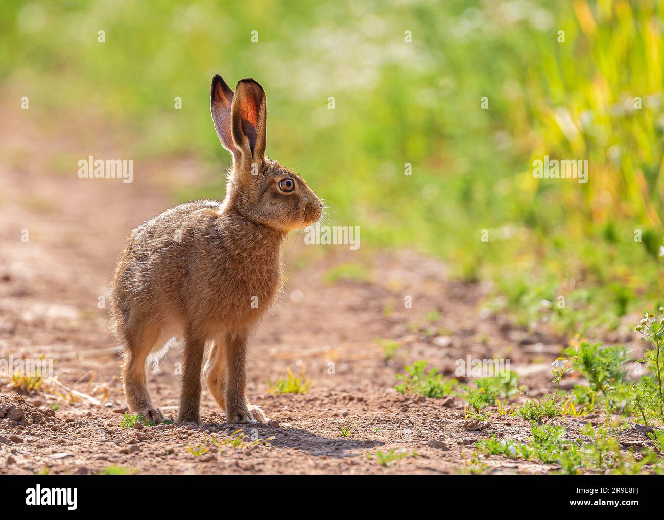 Side view of a wild, UK leveret hare (Lepus europaes) standing alert in ...