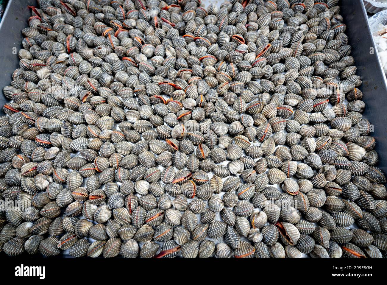 Cockle farm hi-res stock photography and images - Alamy