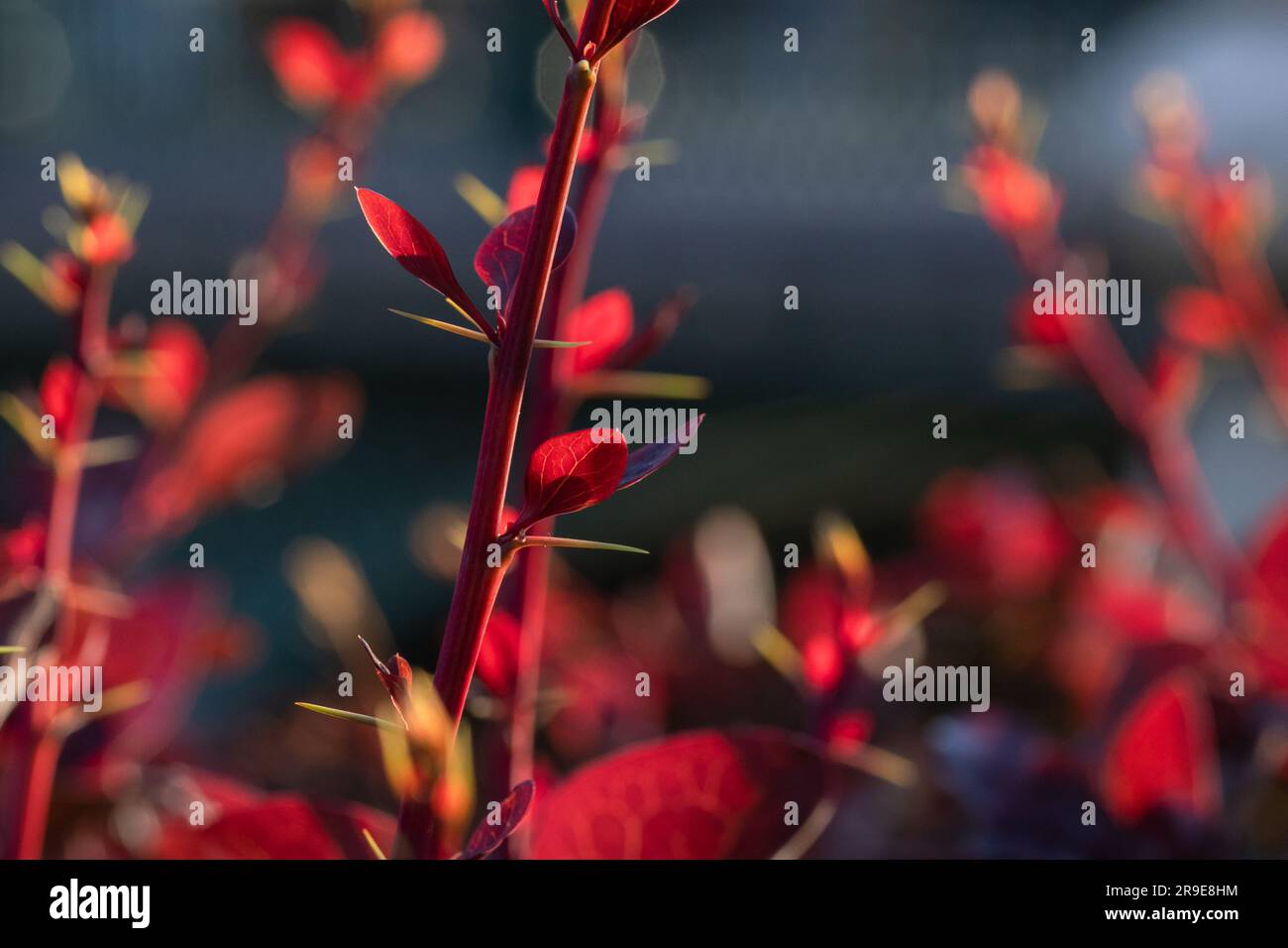 Thunberg's barberry bush in spring. Twig barberry thunberg with red ...
