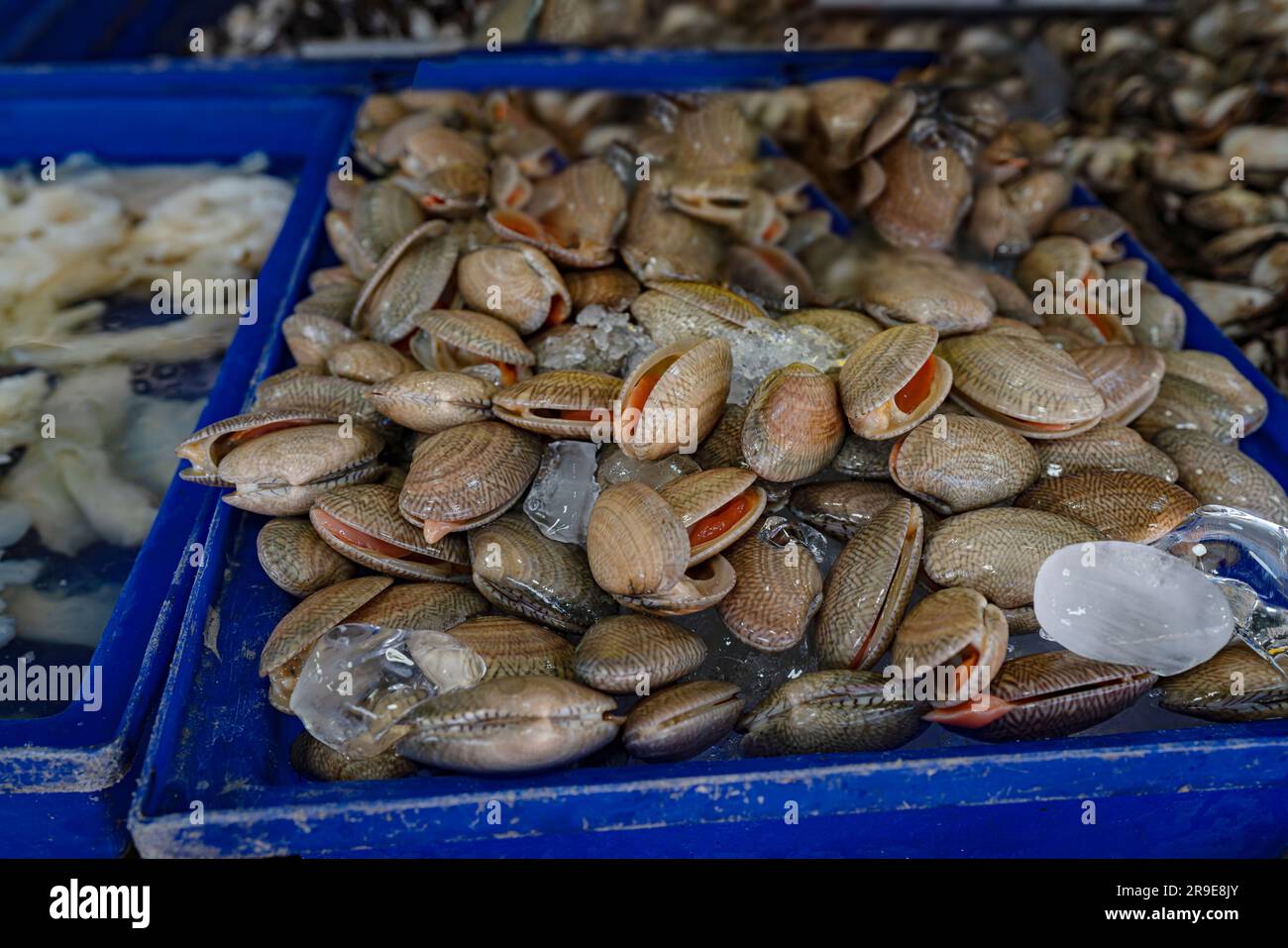 Fresh raw clams Stock Photo - Alamy
