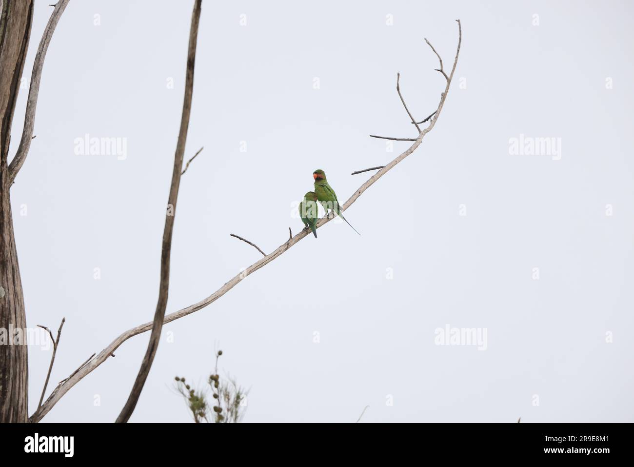 Long tailed parakeet psittacula longicauda hi-res stock photography and ...