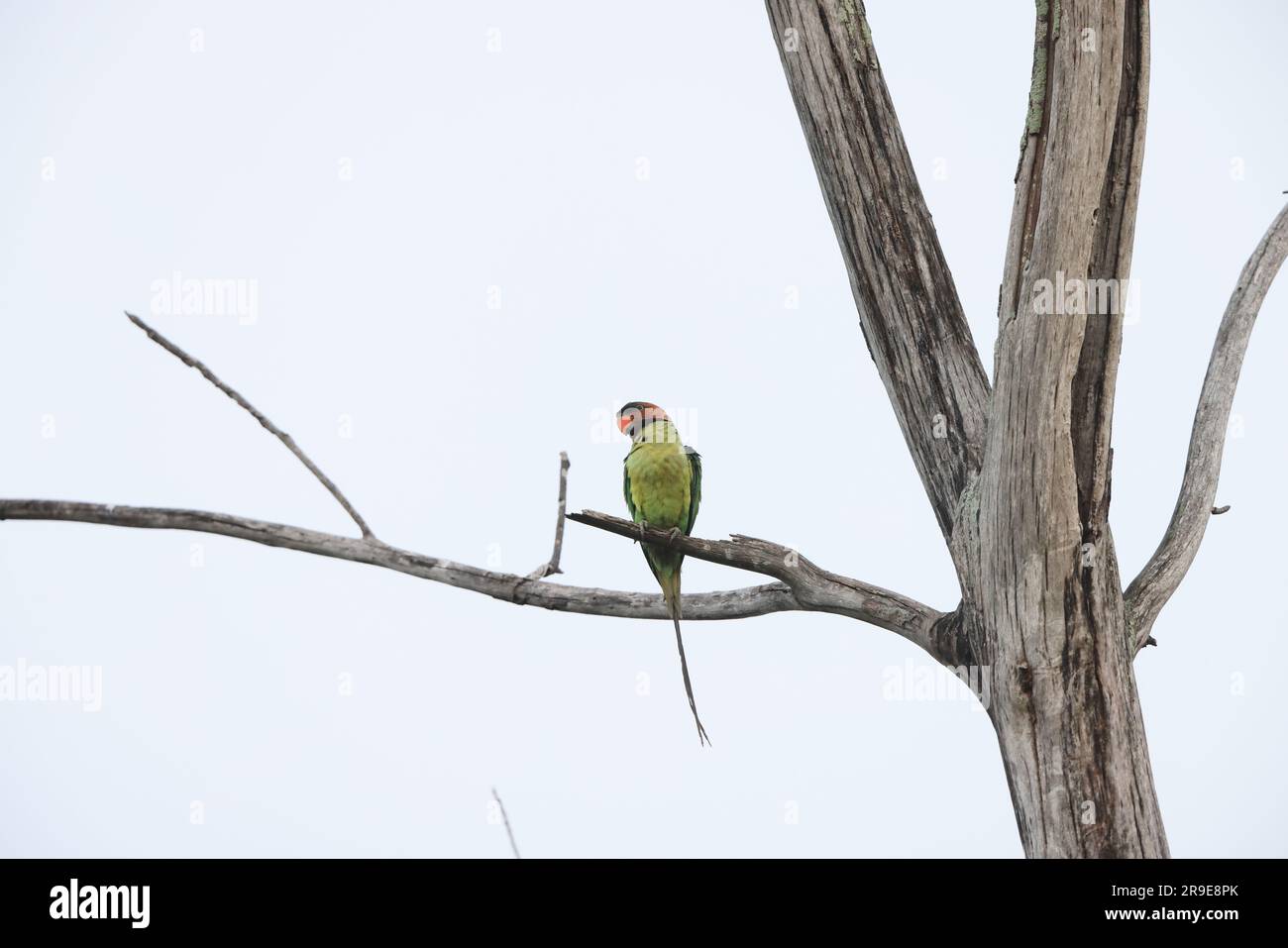Long tailed parakeet psittacula longicauda hi-res stock photography and ...