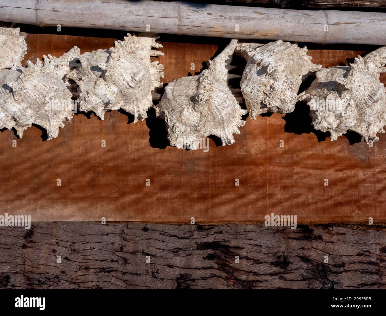 Beautiful white giant murex shells drying in the sun on wooden boards ...