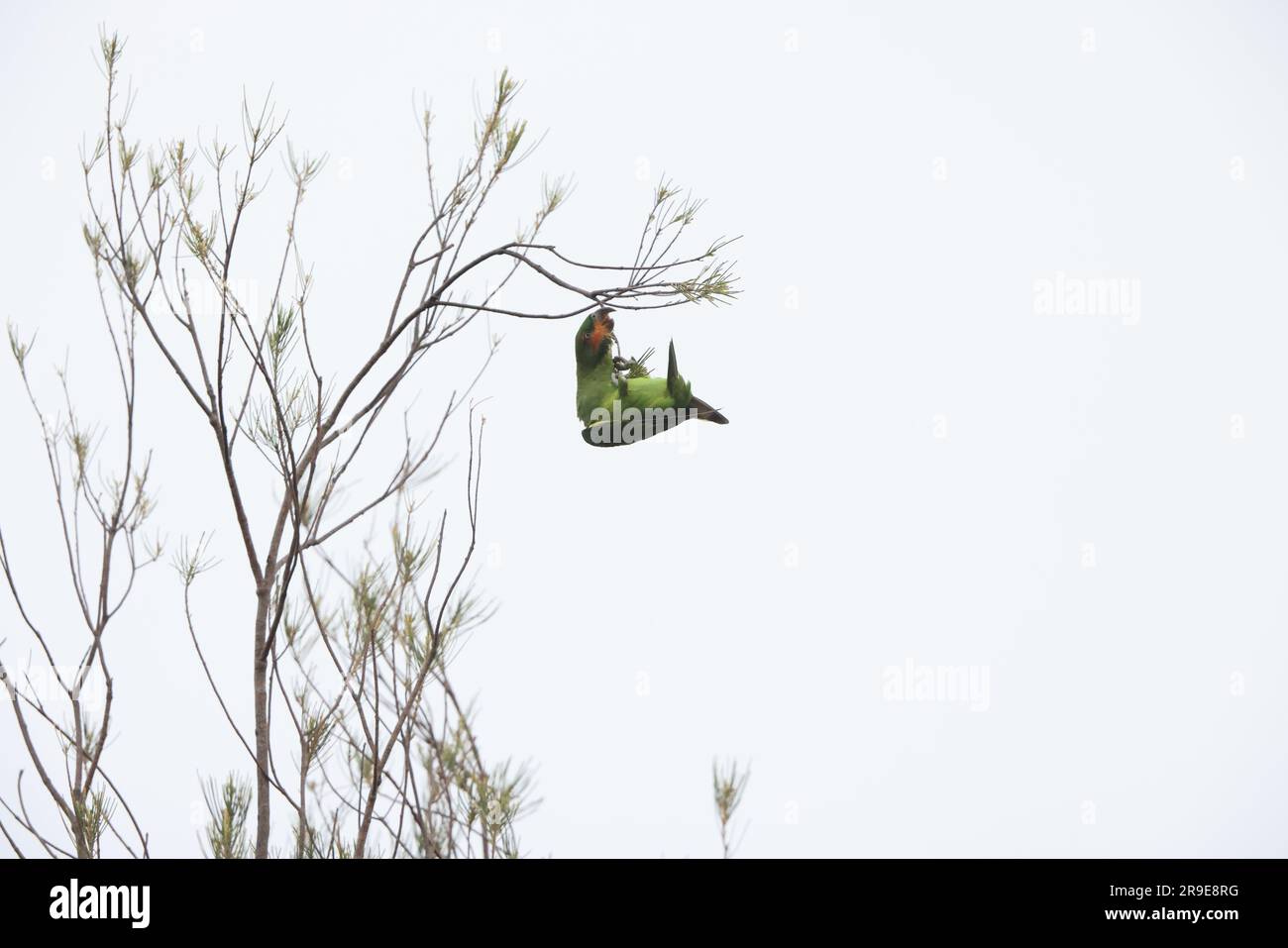 Blue-naped Parrot (Tanygnathus lucionensis) in Sabah, North Borneo ...