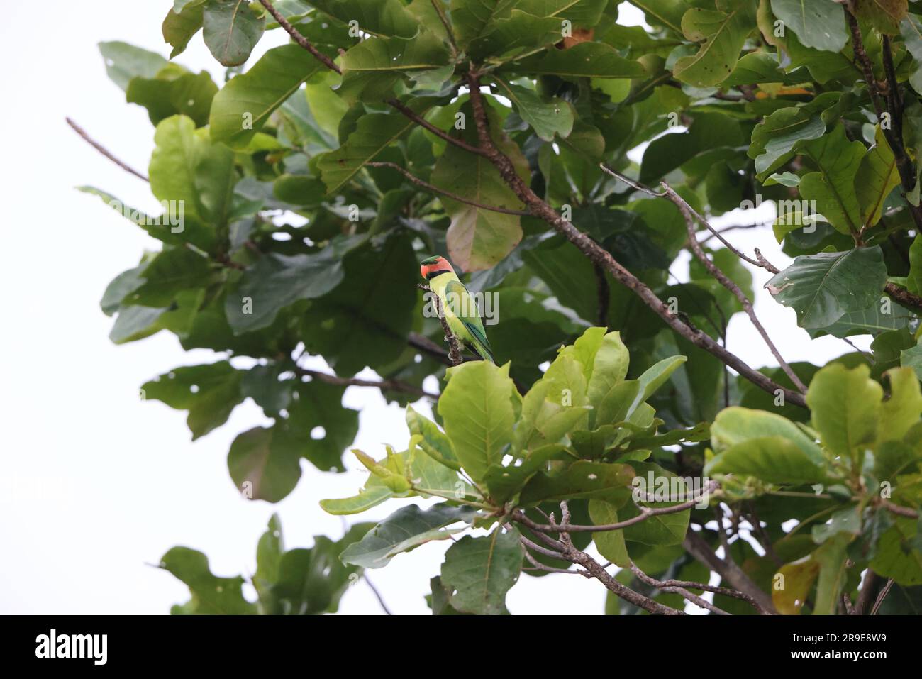 Long tailed parakeet psittacula longicauda hi-res stock photography and ...