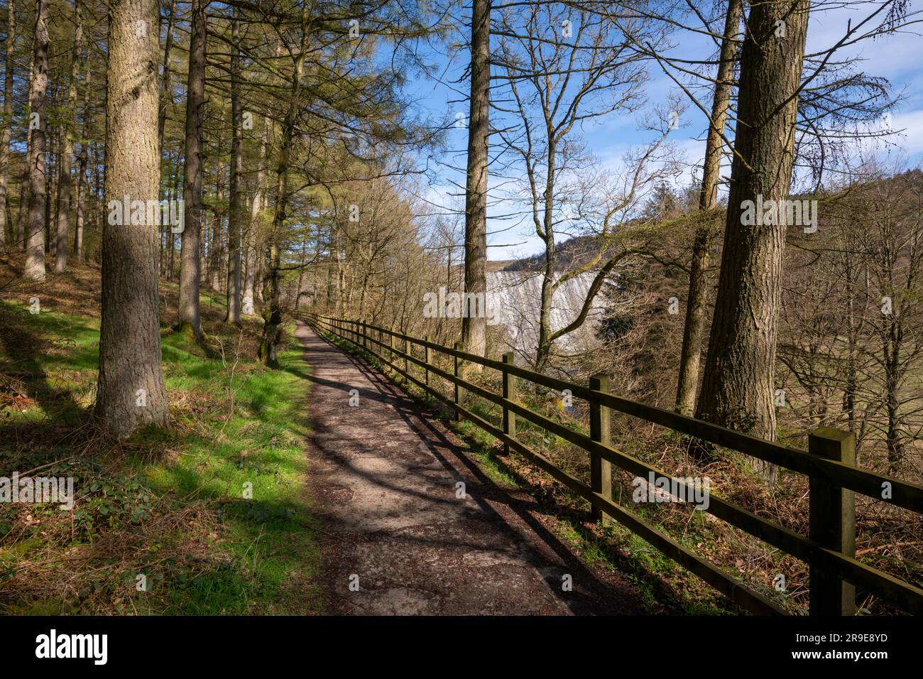 Forest footpath at Fairholmes below Derwent Dam in the Peak District ...