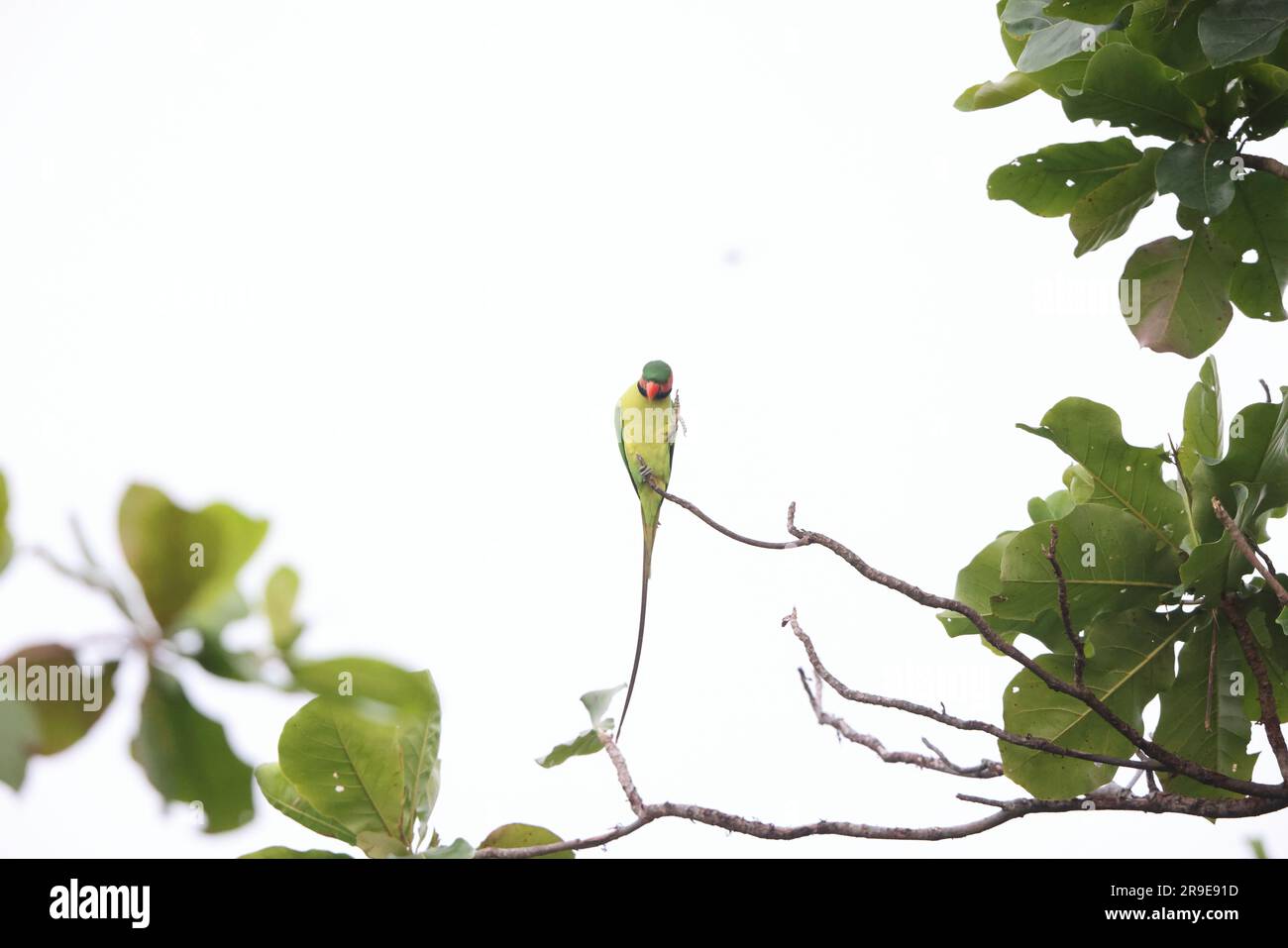 Long tailed parakeet psittacula longicauda hi-res stock photography and ...
