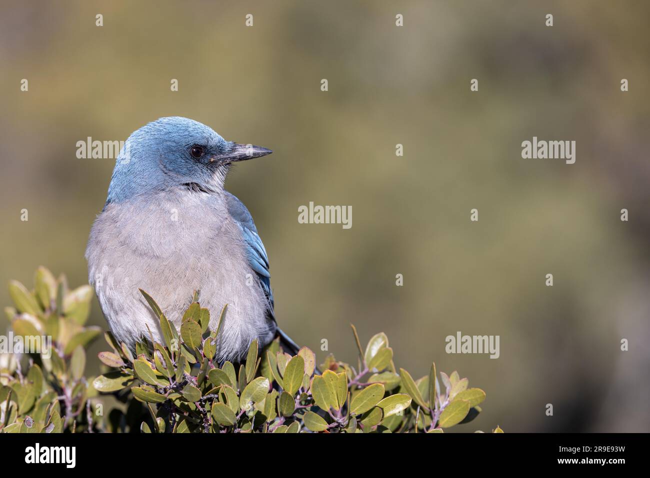 Scrub jay in the Southern Arizona Desert Stock Photo - Alamy