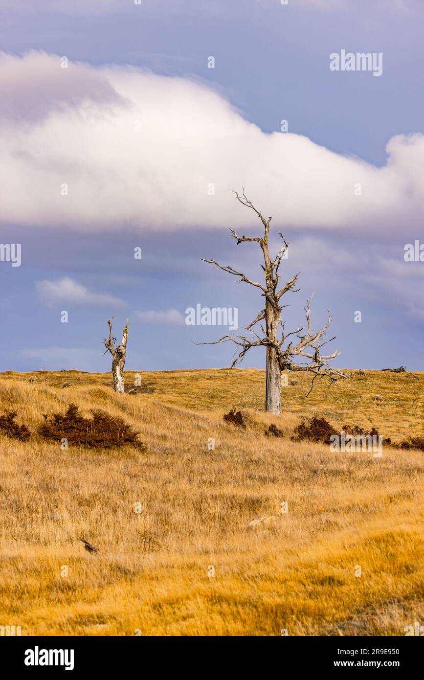 A single dead tree in autumn on a hill in the yellow grass of the ...