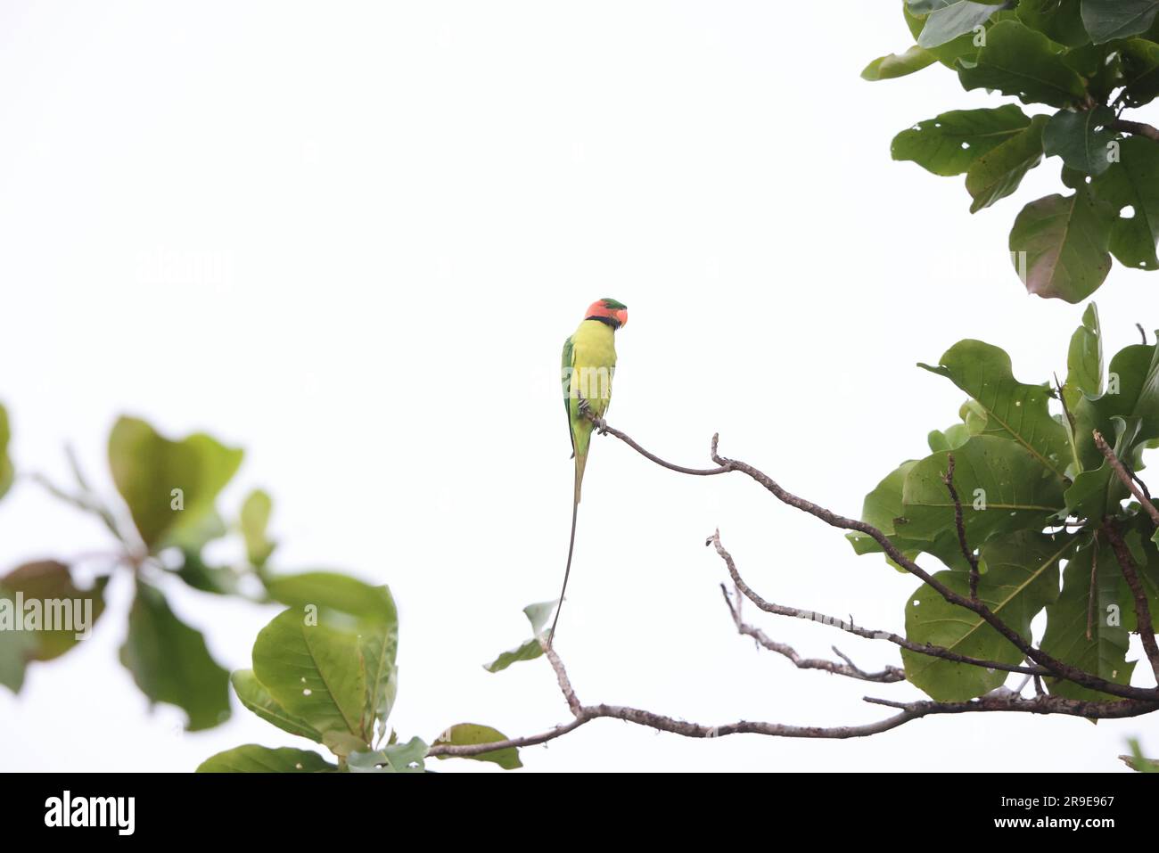 Long tailed parakeet psittacula longicauda hi-res stock photography and ...