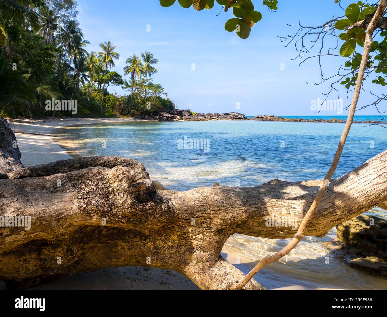 Beach scene. Summer background with big tree trunk across on the sand ...