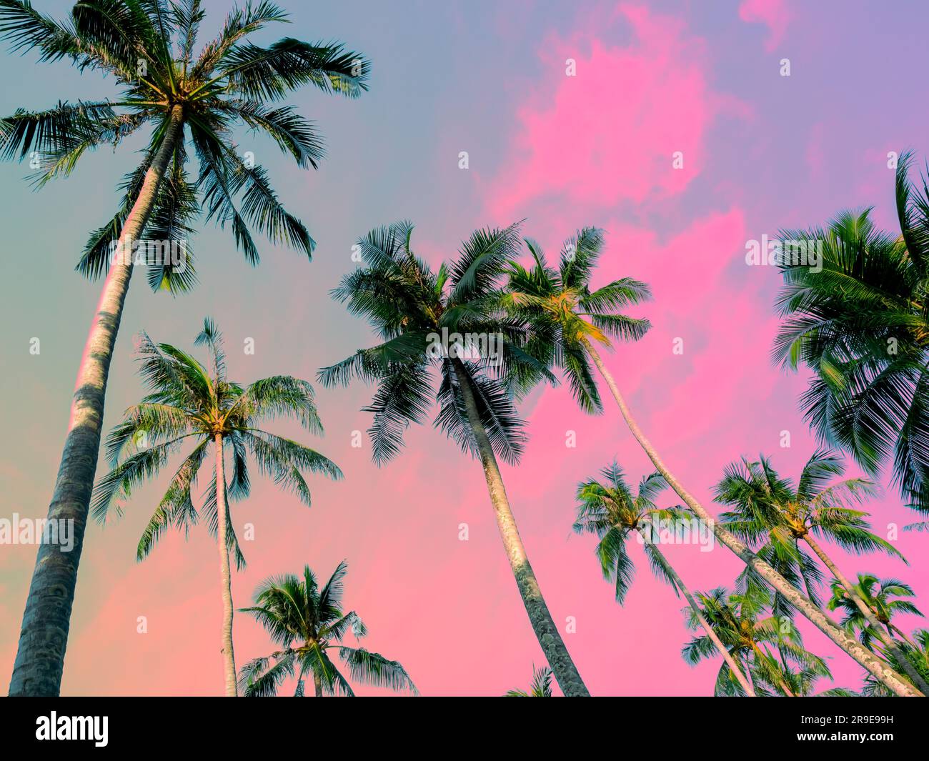 Tall coconut palm trees jungle background on summer colorful sky with ...