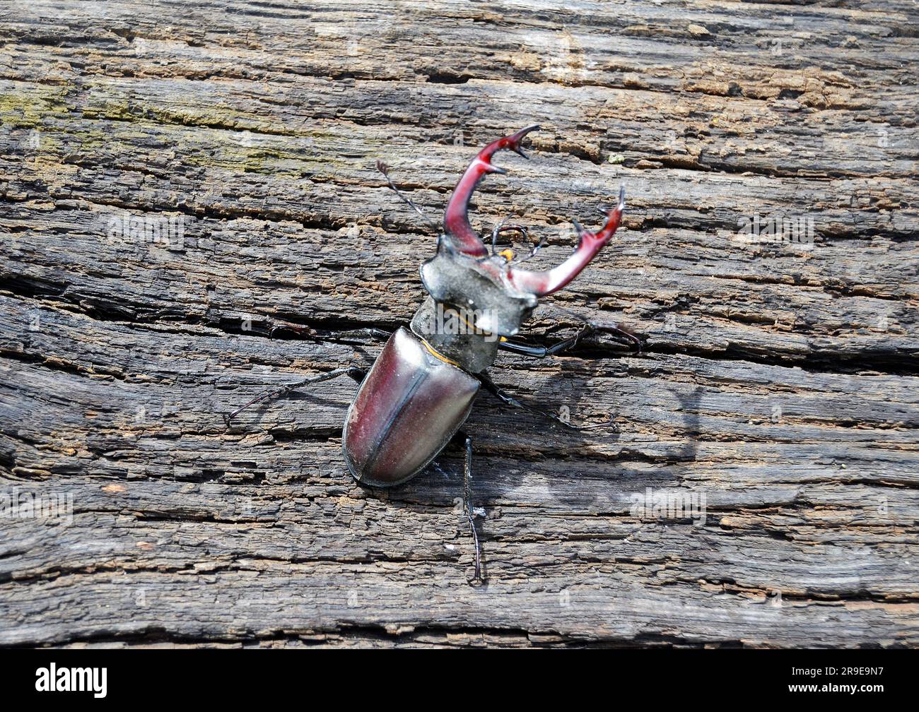 Male stag beetle with long and sharp jaws in wild forest Stock Photo ...