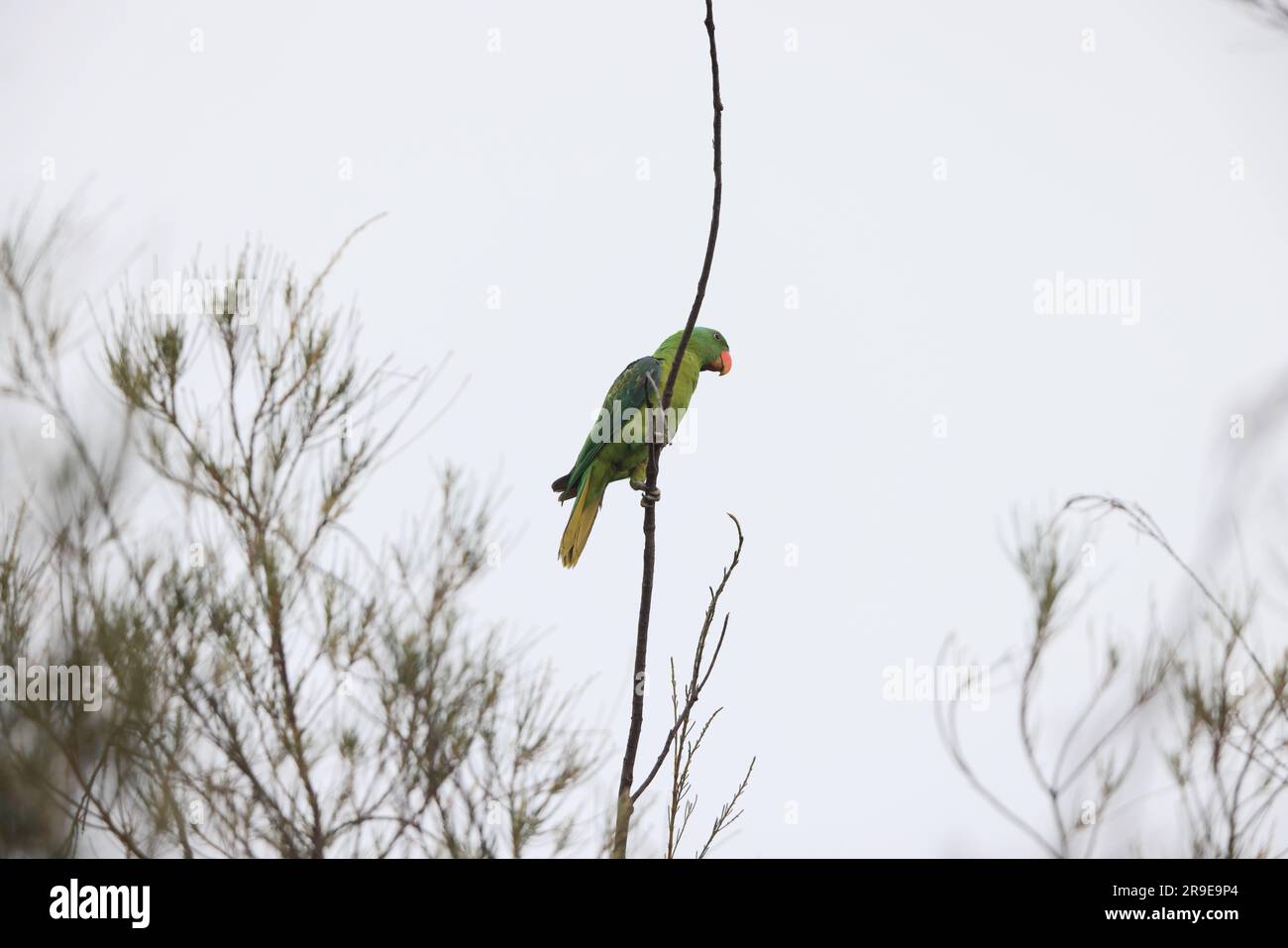Blue-naped Parrot (Tanygnathus lucionensis) in Sabah, North Borneo ...