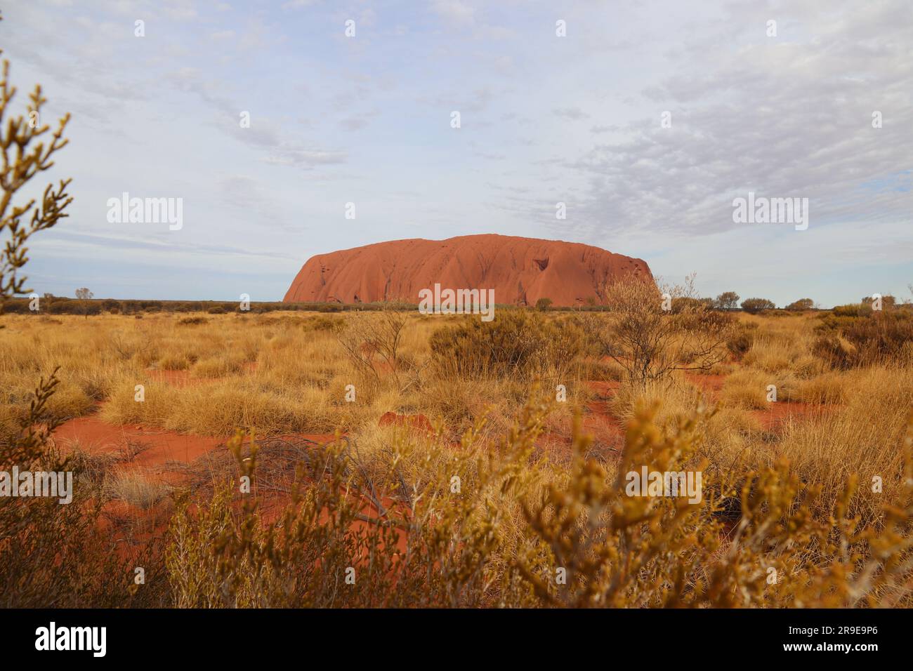 Tree on uluru ayers rock hi-res stock photography and images - Alamy