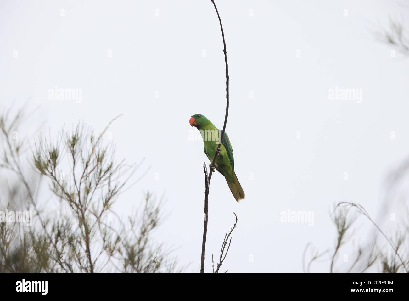 Blue-naped Parrot (Tanygnathus lucionensis) in Sabah, North Borneo ...