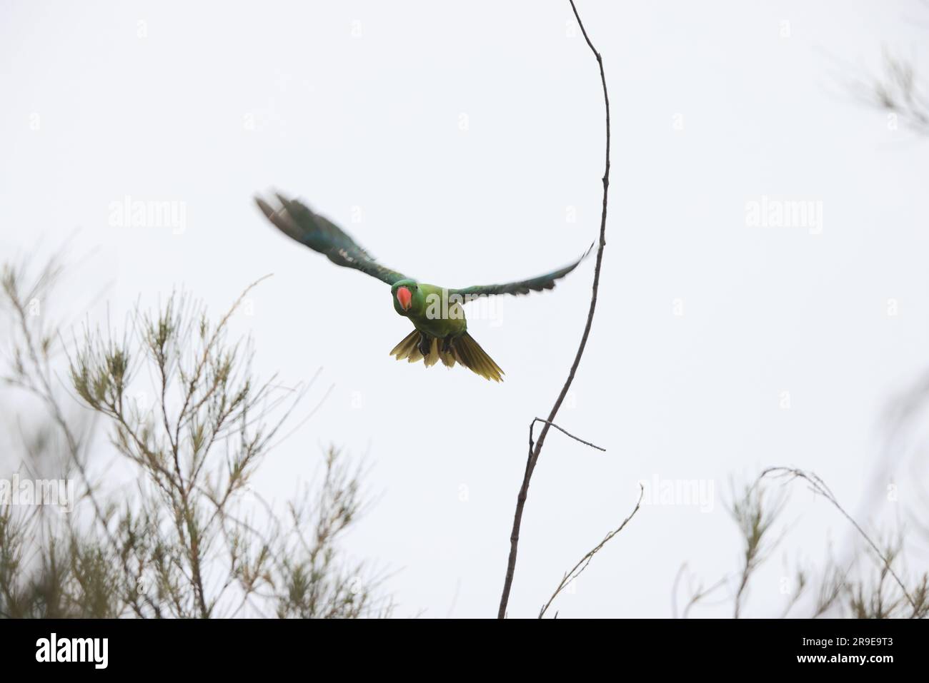 Blue-naped Parrot (Tanygnathus lucionensis) in Sabah, North Borneo ...
