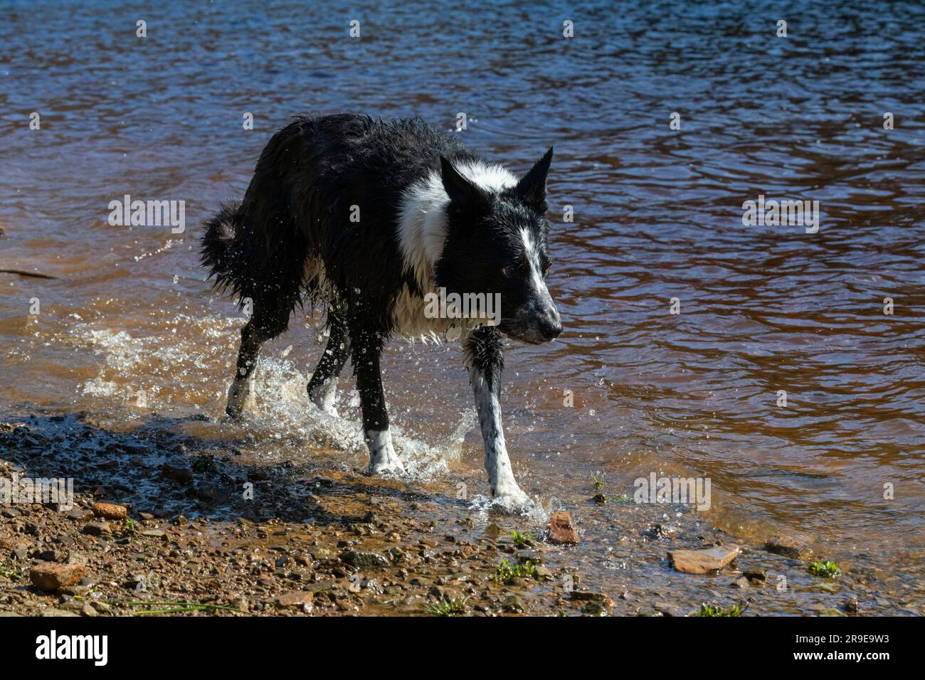 A black and white Border Collie enjoying fun in the water of a lake in ...
