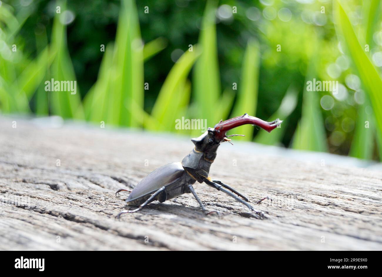 Male stag beetle with long and sharp jaws in wild forest Stock Photo ...