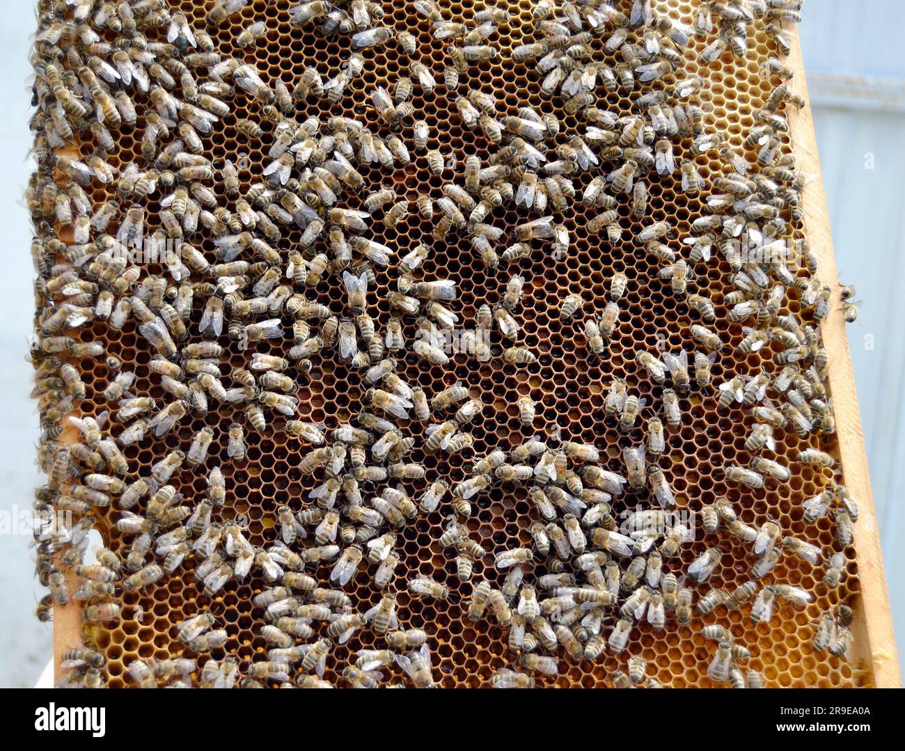 Abstract hexagon structure is honeycomb from bee hive Stock Photo - Alamy