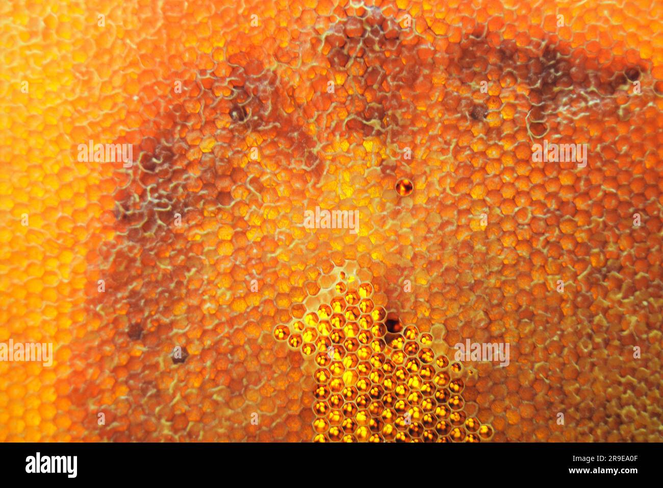 Abstract hexagon structure is honeycomb from bee hive Stock Photo - Alamy